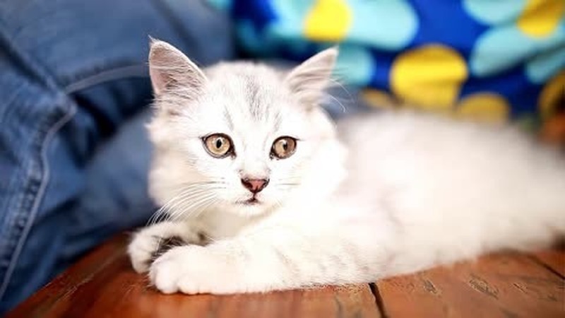 什么猫最好养又听话又干净的