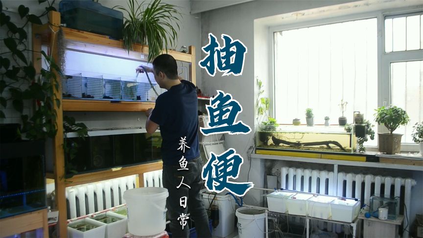 3米系统缸排缸,胡子鱼大循环过滤育苗盒日常的维护清理鱼缸底便