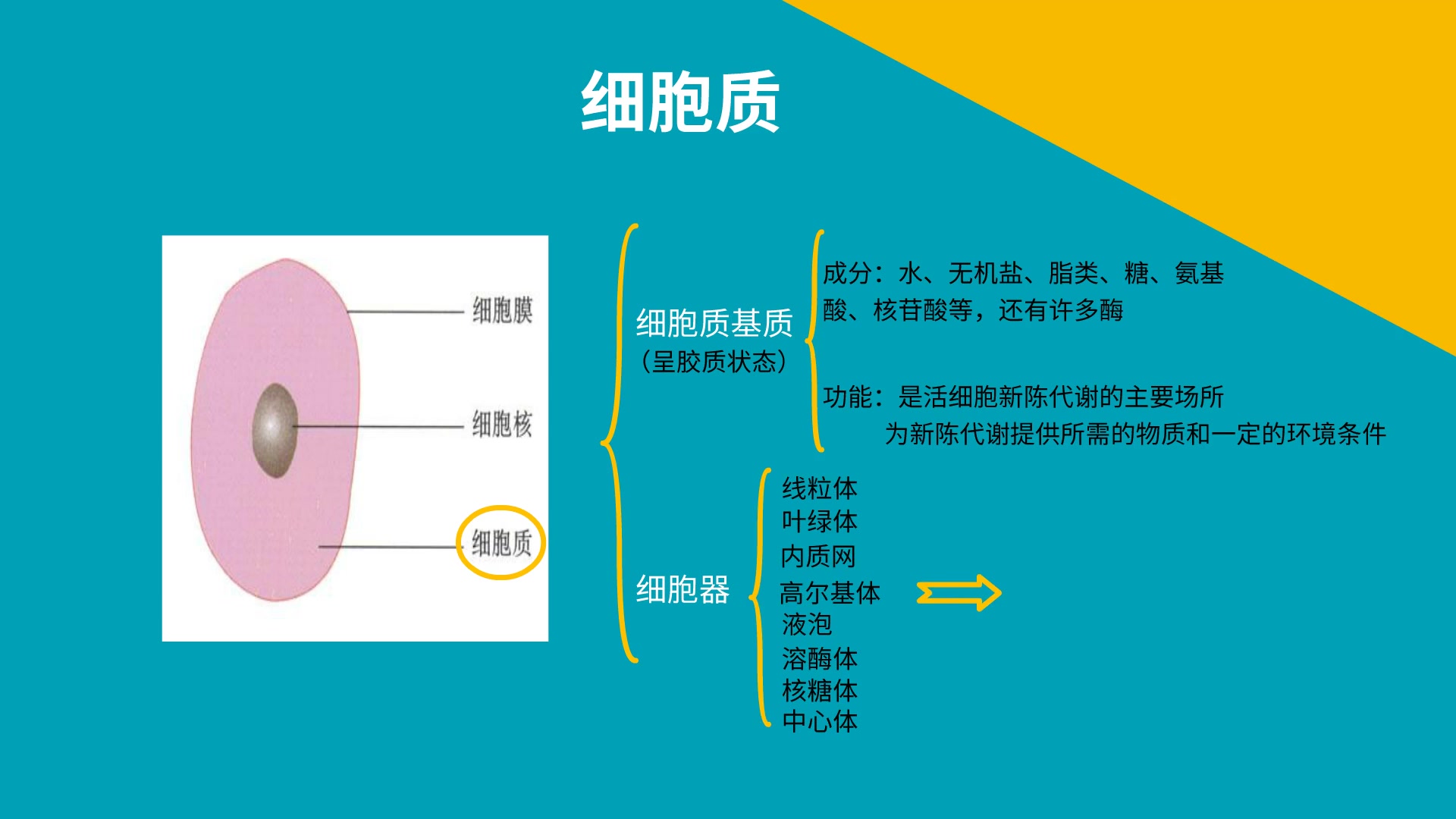 【动态课件制作】生物学细胞里面的八大有名细胞器是什么?