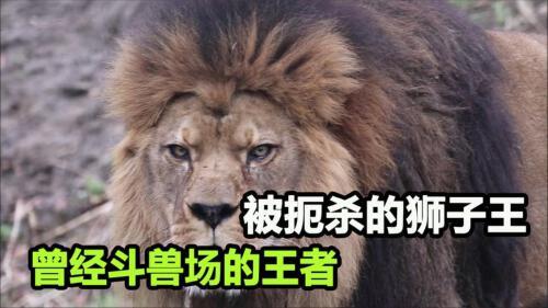 世界上最大的狮子,东北虎在它面前也不敢称王,无奈纯种已灭绝