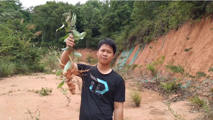 农村里的土茯苓到处都是,看到就想锄,煲汤祛湿,用途也多