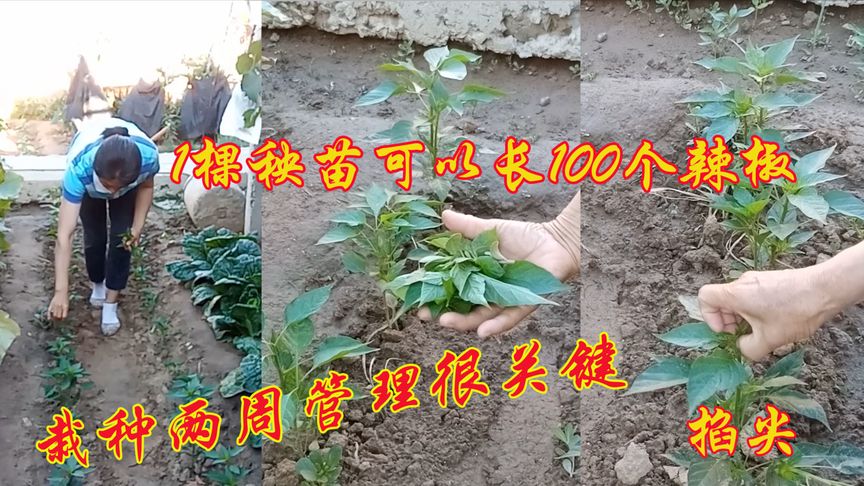 小红辣椒栽种两周时该咋管理?掐尖很重要,一棵能长100多个