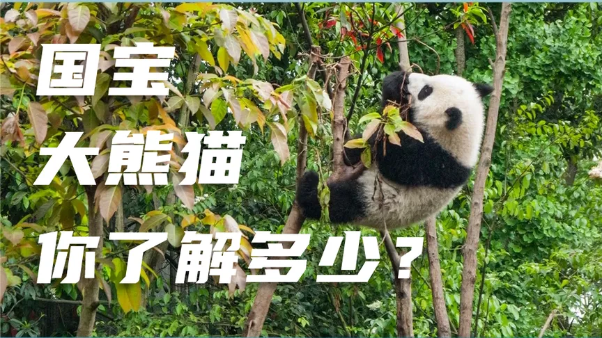 国宝大熊猫你了解多少?