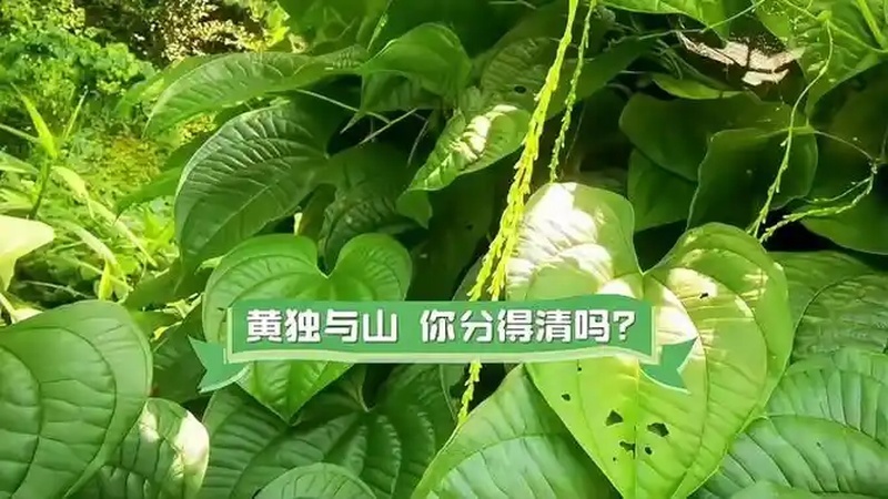 黄独与山,你分得清吗?
