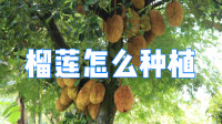 生活百科:榴莲怎样种植?