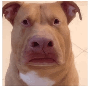 我会挣大钱嗯呐 