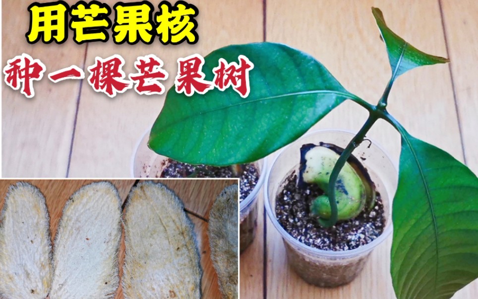 教你用芒果核，种出一棵芒果树！超简单～学不会你打我！