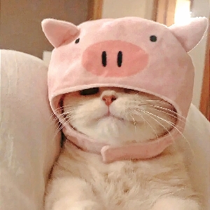 一只特立独行的猪咪 