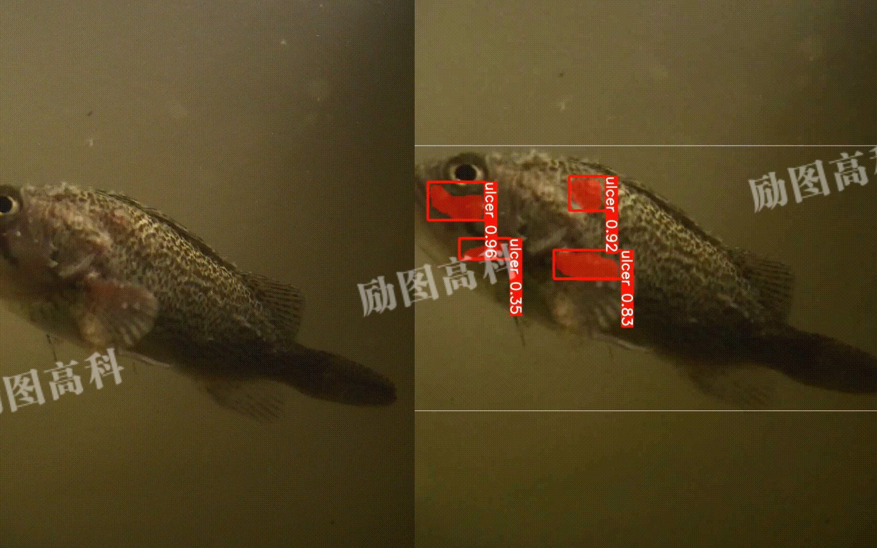 智能水产养殖监测系统丨水产养殖降本增收的利器