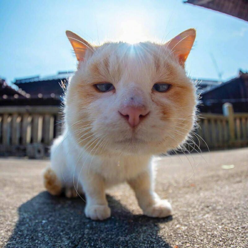 对面来了个道士 