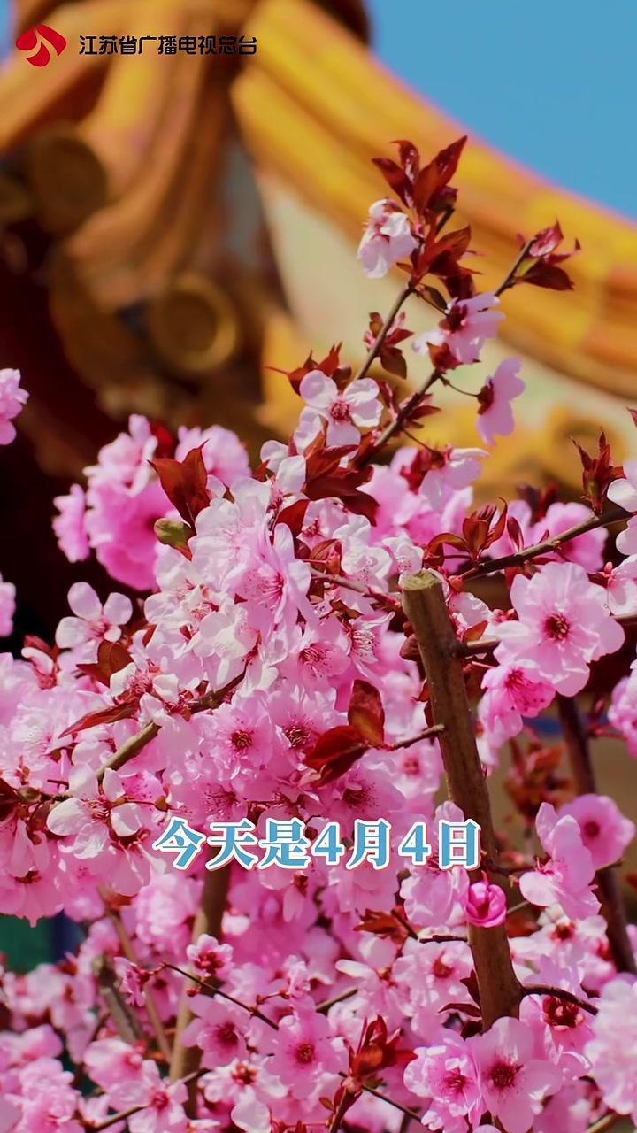 ...也有新笋拔节有声的清新萌动。万物向光生长的姿态,都在诉说:"梨花...