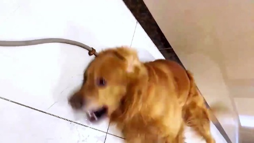 狗狗的精彩表演让我惊心动魄,庆幸最坏的事情没有发生!