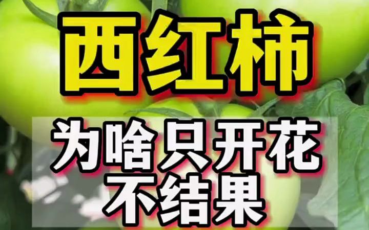 西红柿为啥只开花不结果