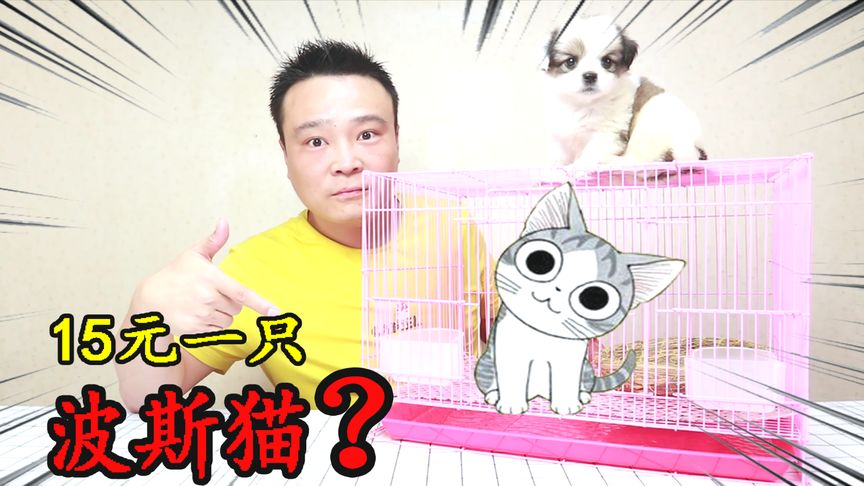 小浪哥买了只“波斯猫”居然15块钱,是不是被摆地摊的老大爷骗了