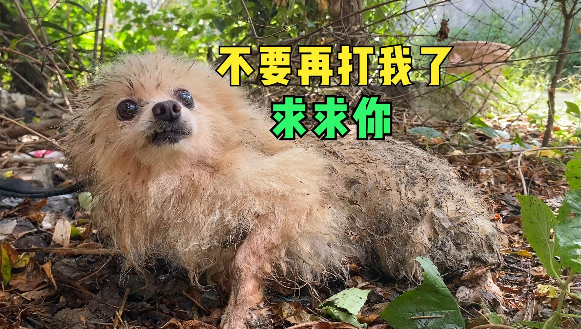 因媳妇跑了拿狗出气?实在心痛花1500买下,解救后看到伸手就害怕