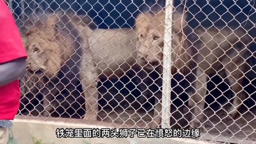 男子挑衅雄狮被攻击。凶猛狮子的报复动物危险动作请勿模仿