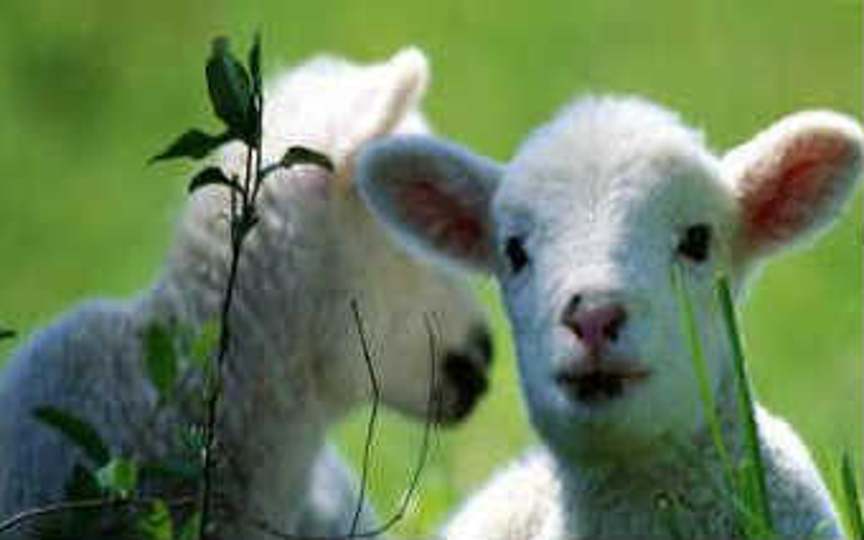 动物繁殖学 - 华中农业大学(国家精品课)