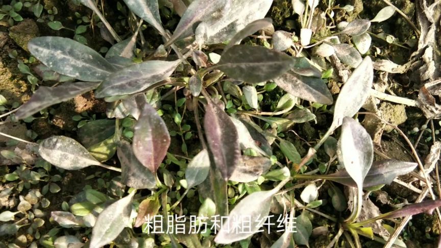 牛皮菜,现在田间很少见了,它营养丰富,有降血清脂的功效