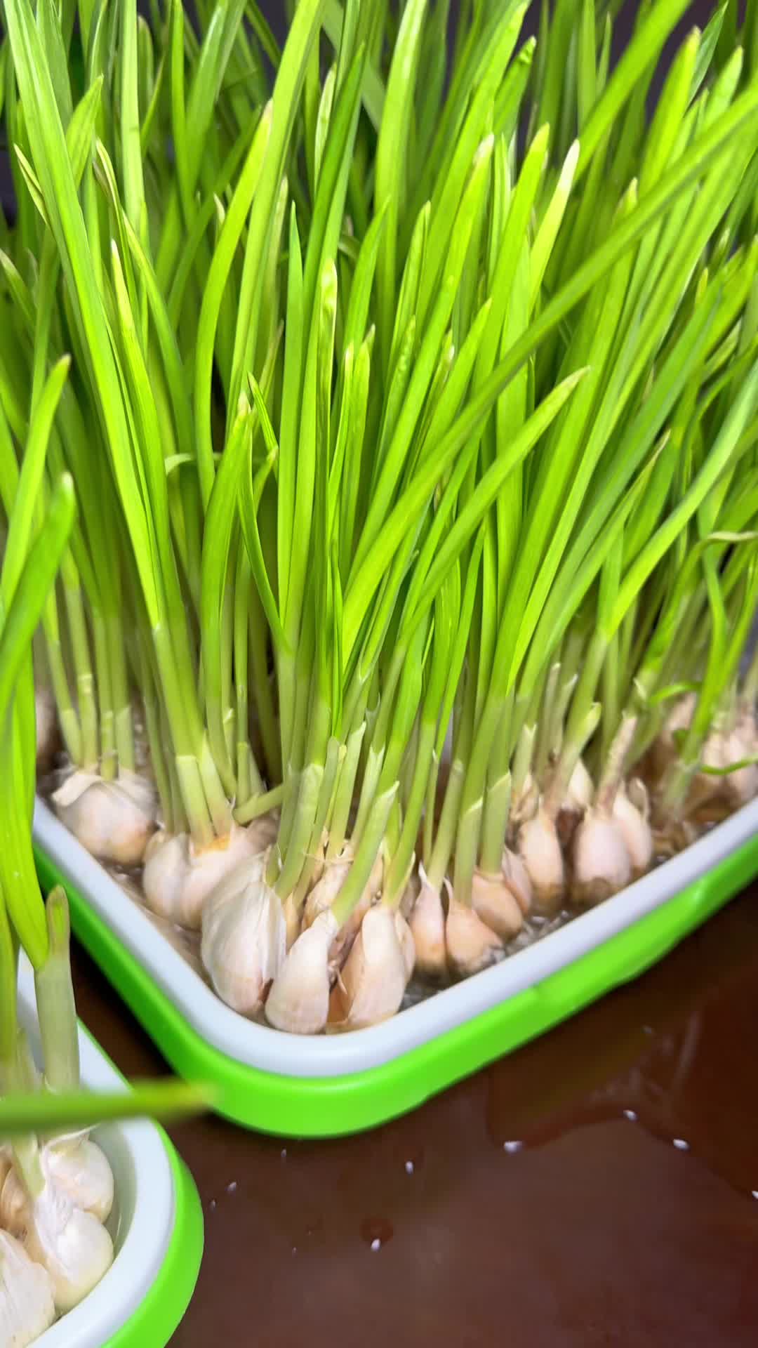水培蒜苗 不需要营养液和技术偶尔加水,几天就能吃上自己做的蒜苗,...
