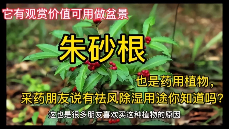 朱砂根它也是观赏植物,采药朋友说它有祛风除湿用途你知道吗