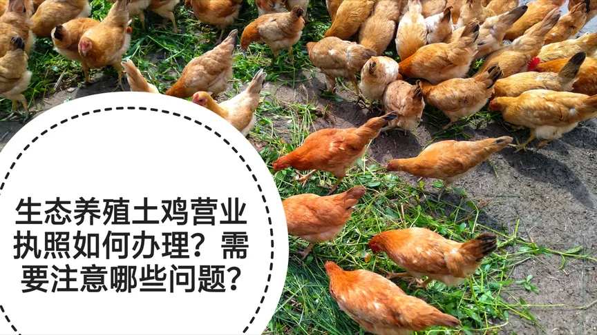 农村生态土鸡养殖如何办理营业执照?需注意哪些问题?