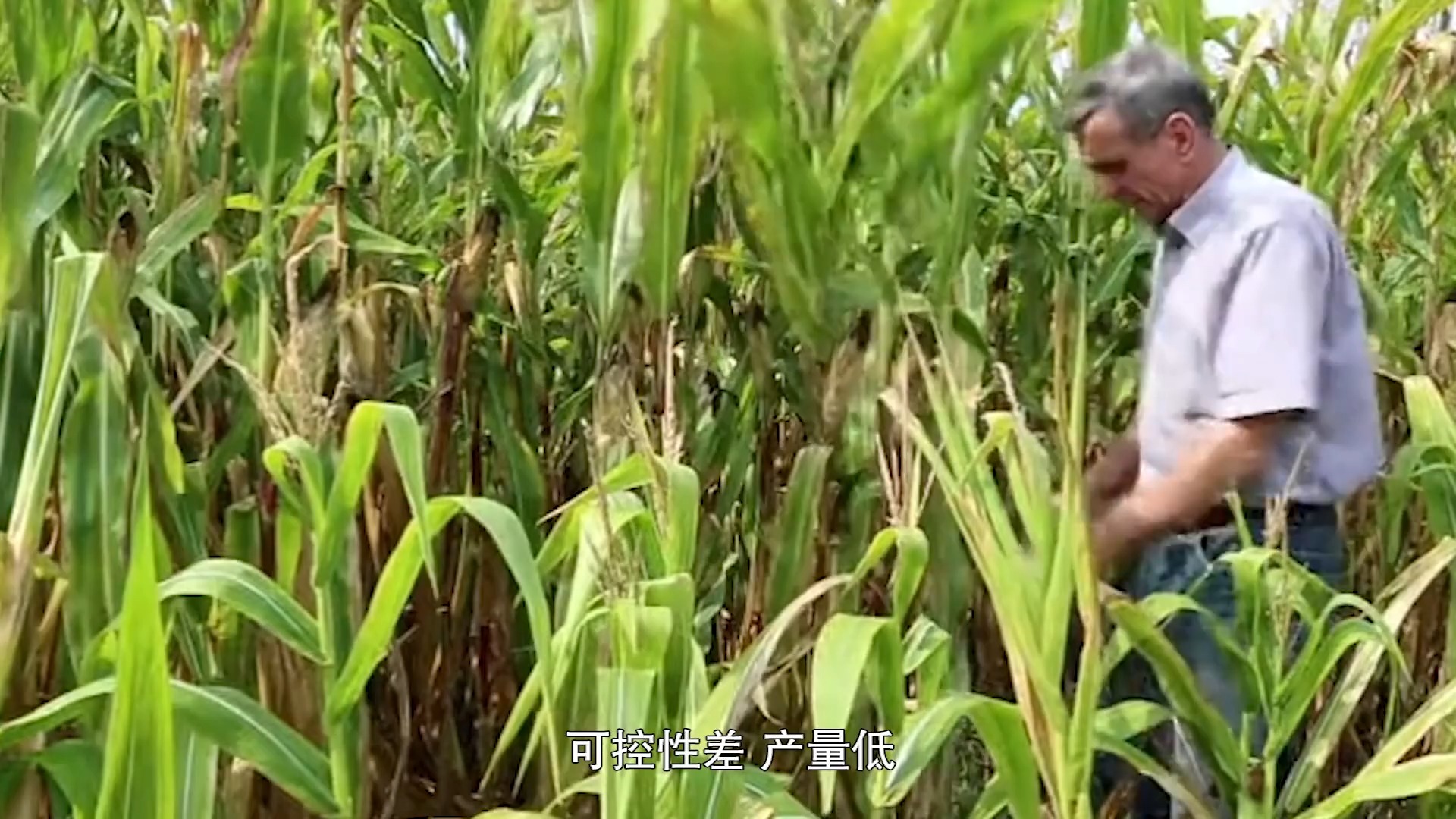 16有土栽培和无土栽培