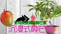   沉浸式种芒果 当你把不吃的芒果核给它扔花盆里 有趣的事就发生了