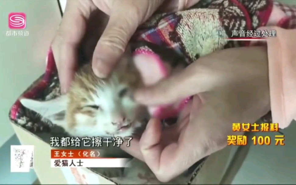 小区十几只流浪猫接连离奇死亡 爱猫业主:疑有人故意投毒所致