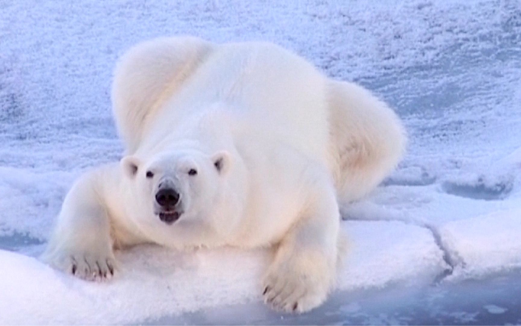 气候预警!格陵兰岛冰盖一年融化5320亿吨创纪录