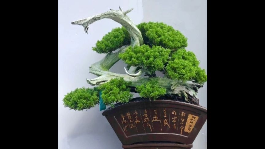 你一定要知道盆景艺术的四种表现手法。
