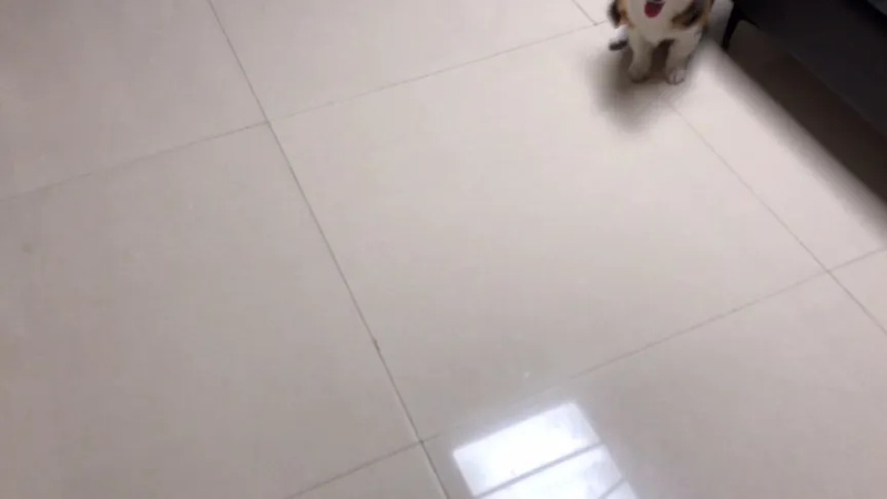 小柯基又一次尿地上了,又一次挑战了什么是不 要 狗 脸!!!