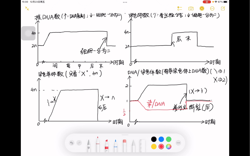 「有丝分裂」不同时期核DNA数/染色体数/染色单体数/每条染色体上...