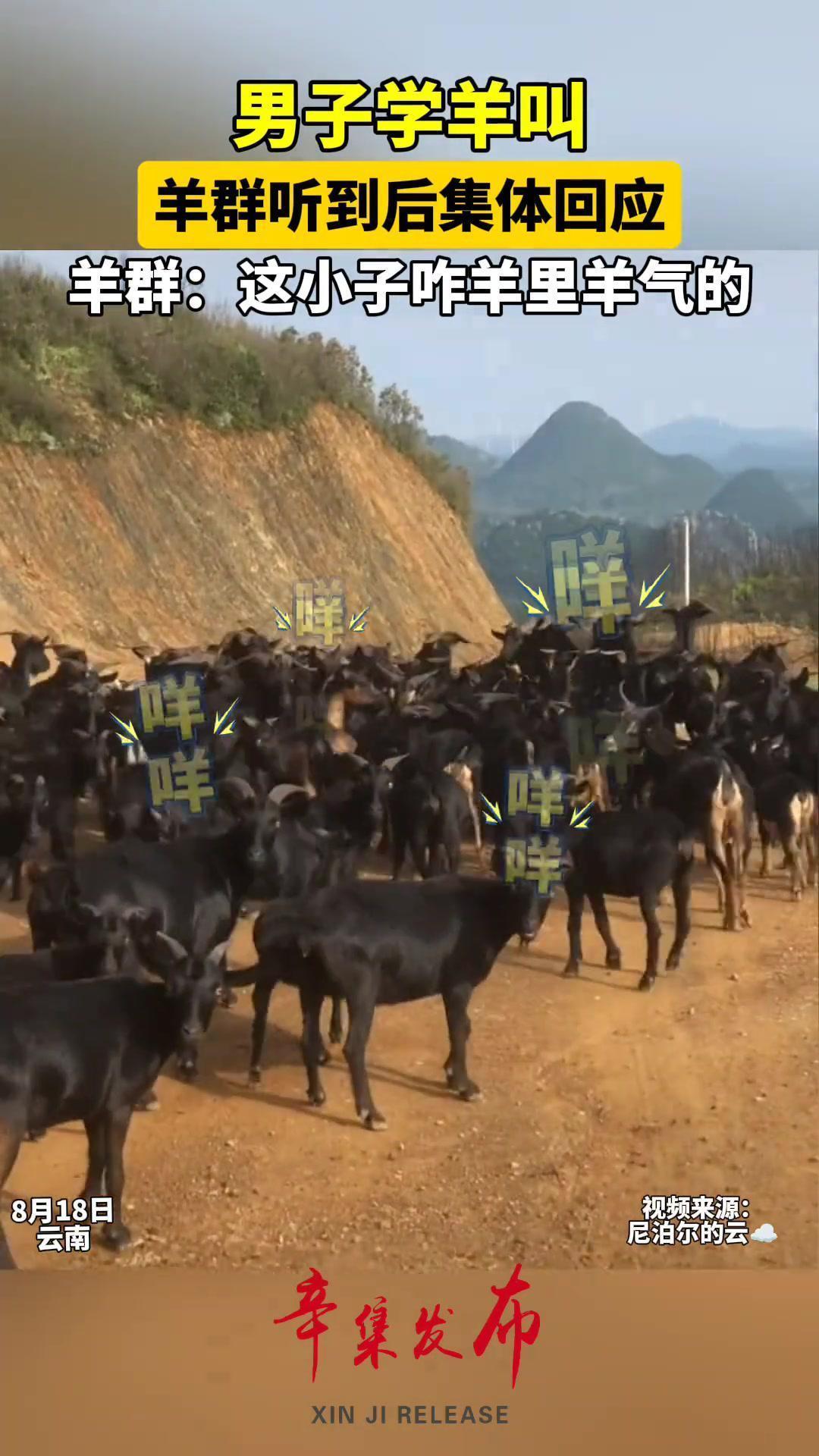 ...羊叫,收到羊群回应。羊群:我瞅你也不像羊啊。视频来源:尼泊尔的云☁