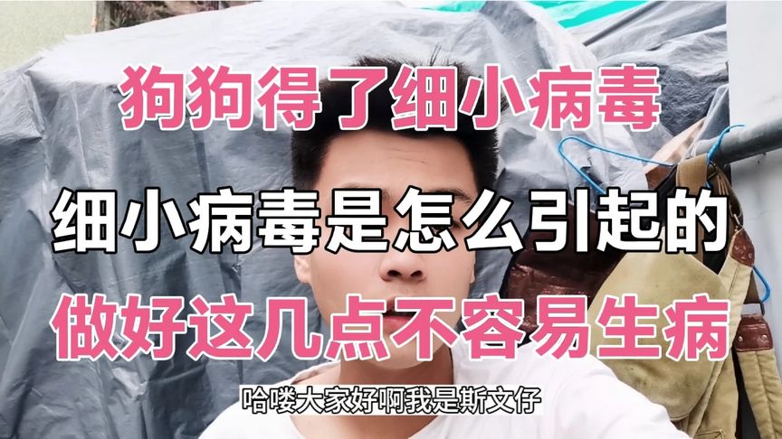 狗狗细小病毒是怎么引起的？做好这几点！狗狗很少生病