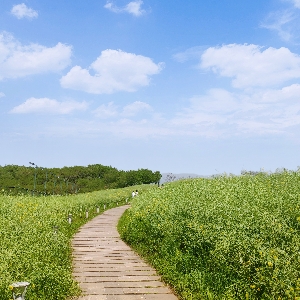 海鸥在清迈吃布丁 