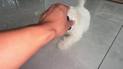 这狗好像来过我家一样