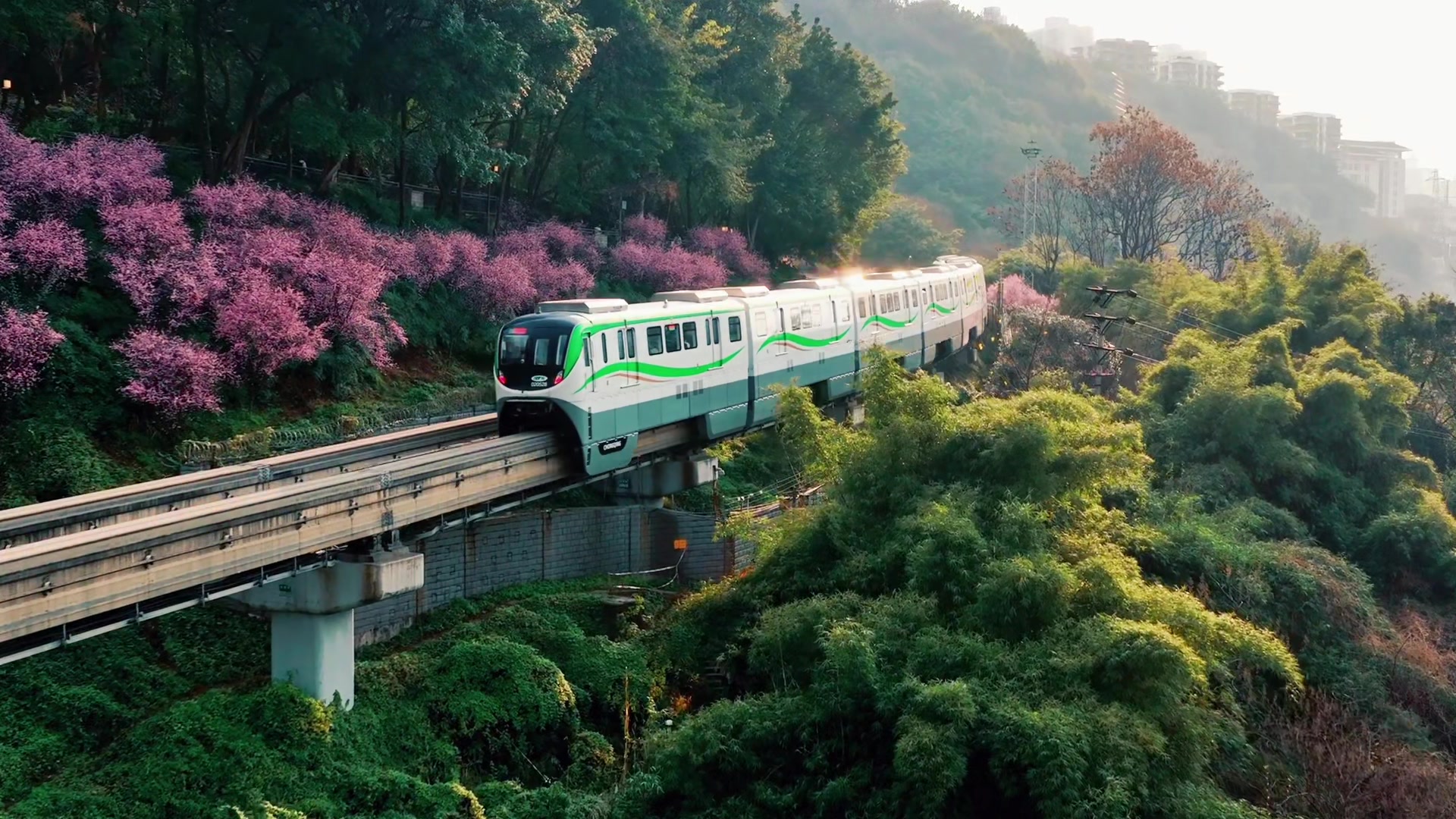 美人梅盛开,开往春天的列车上线 #开往春天的列车 #佛图关开往春天的...