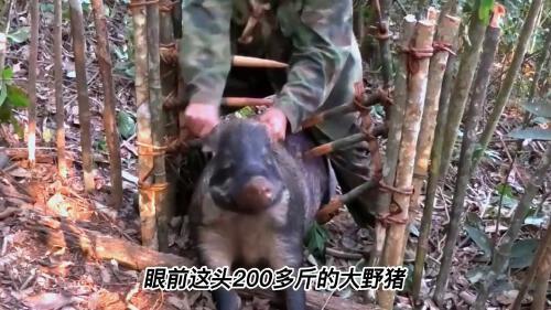 国外男子设置捕捉陷阱,成功收获一头200多斤的大野猪