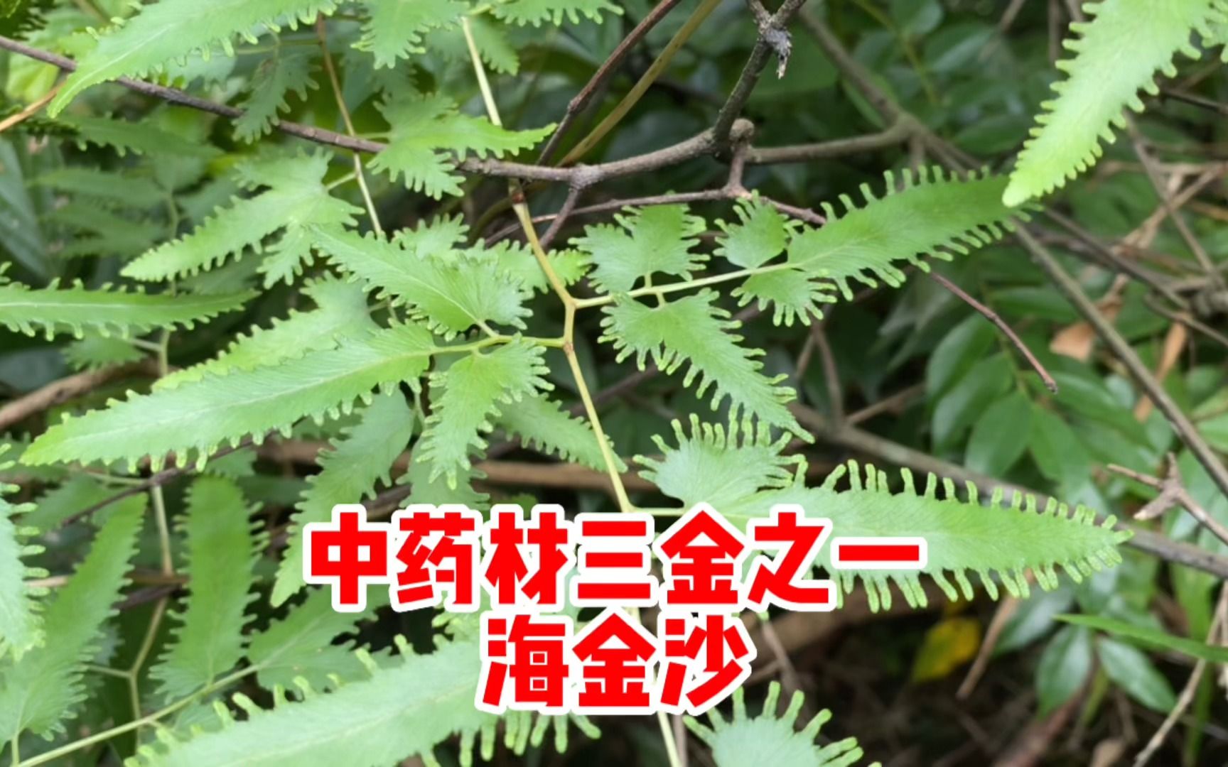 海金沙被称为“中药材三金之一”,大家认识一下,它浑身是宝