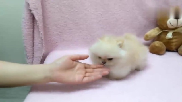 超可爱的茶杯犬 ,太萌啦!