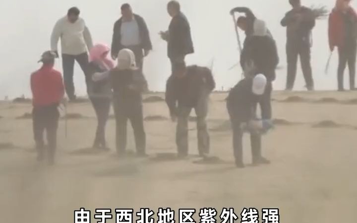 手机上是如何种树的?你在手机上种下的树,每一颗都有被认真对待 ,你...