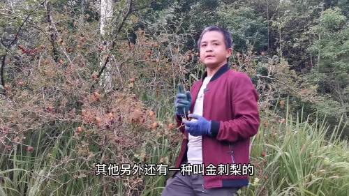 睛睛来采野生刺梨,很多都熟得太过了,香味非常浓,特别适合泡酒