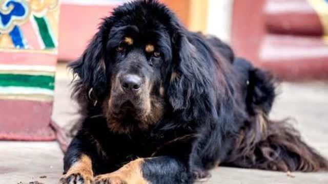 藏獒遇上比特犬,差点被咬死!一看就知道藏獒都快杂的没形了