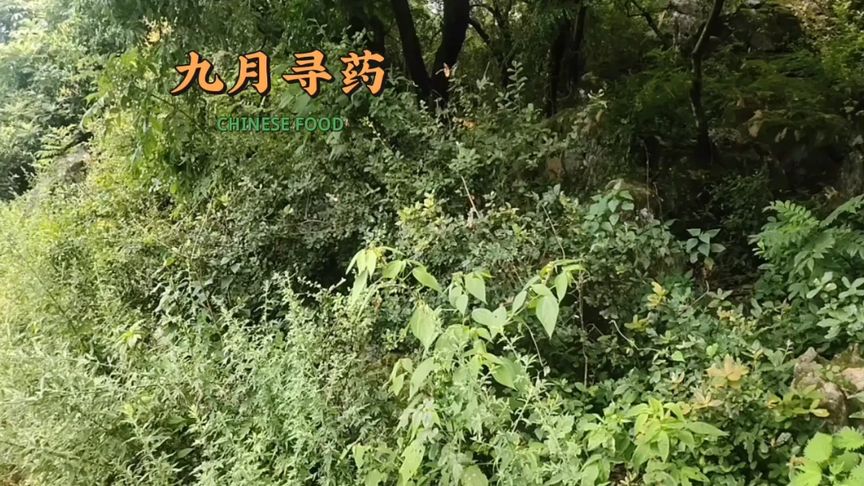九月寻药—双肾草
