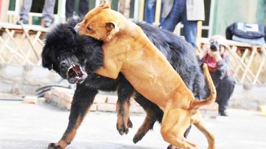 藏獒大战比特犬,咬的太准了 全场绝对优势,感觉比特好可怜