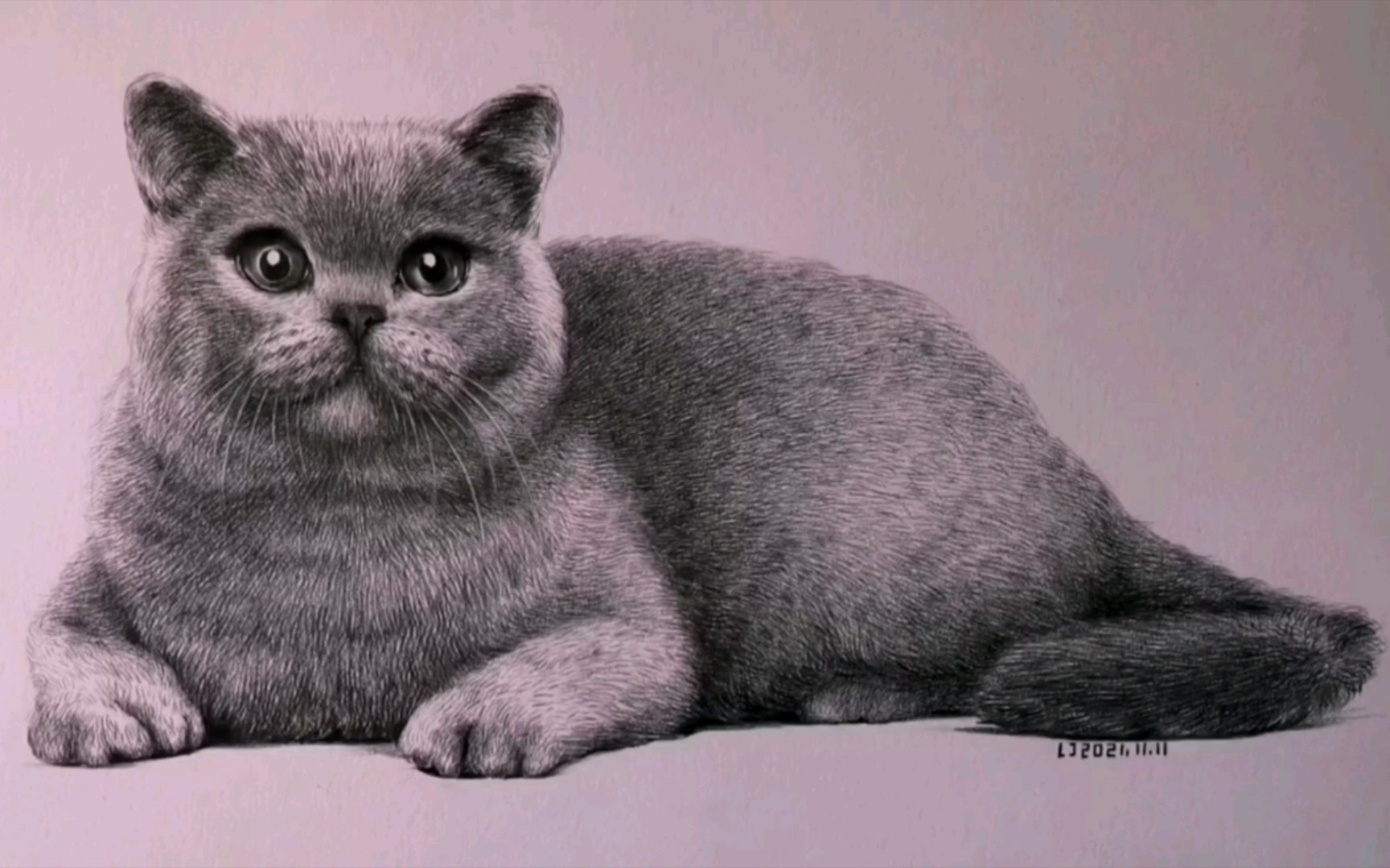 超简单素描动物—肥猫