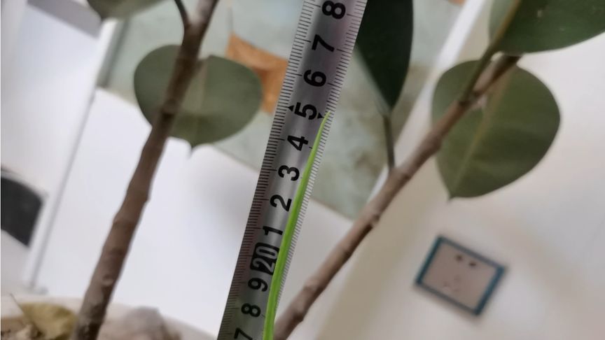 把大蒜种入土中每天记录生长高度