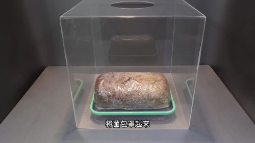 记录灵芝生长100天的过程