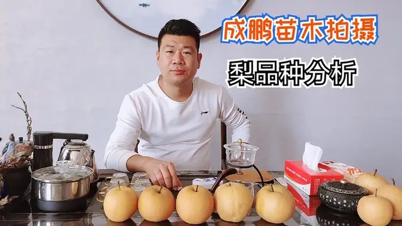 柱状梨秋月梨丰水梨园黄梨对比日本蜜梨