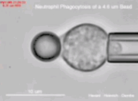 中性粒细胞吞噬小球